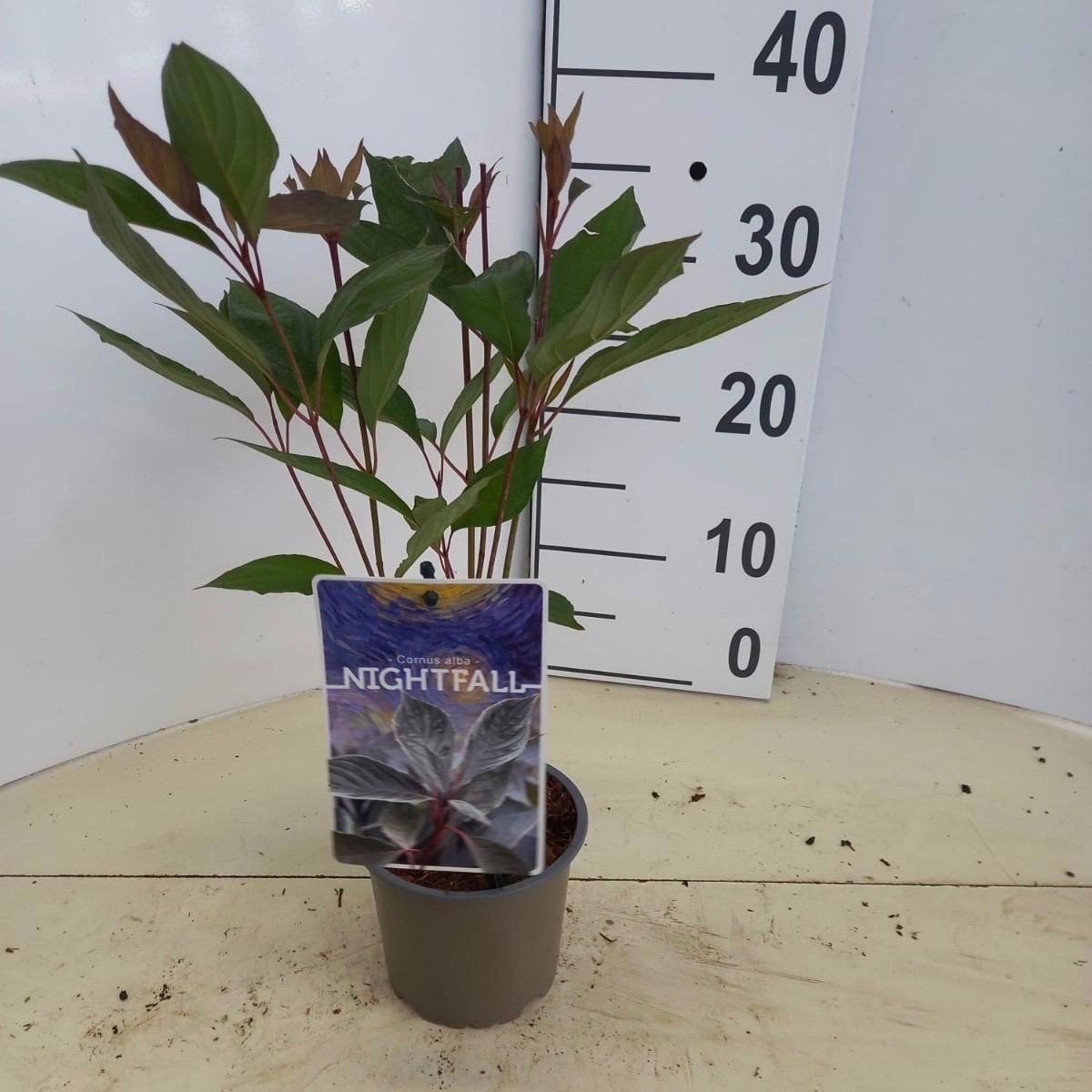 Cornus alba NIGHTFALL — Plant Wholesale FlorAccess