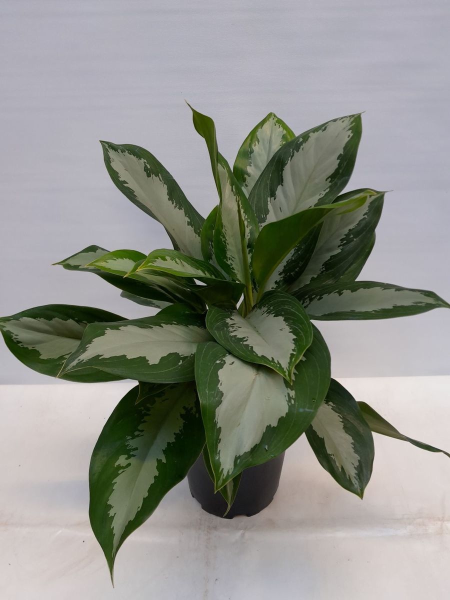 Aglaonema 'Diamond Bay' — Plant Wholesale FlorAccess