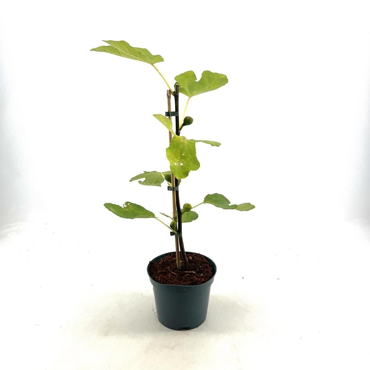 Ficus carica LITTLE MISS FIGGY — Toptan Bitki Satışı FlorAccess