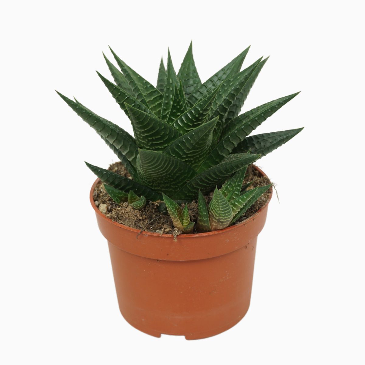 Haworthia limifolia limifolia — Plant Wholesale FlorAccess