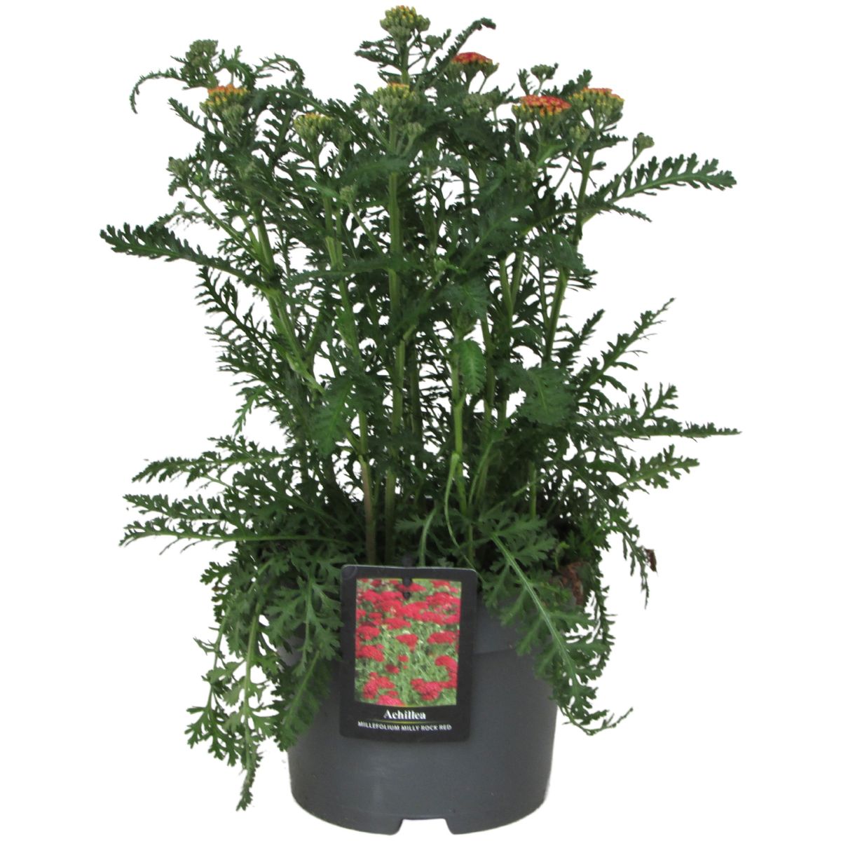 Achillea millefolium MILLY ROCK RED — Plant Wholesale FlorAccess