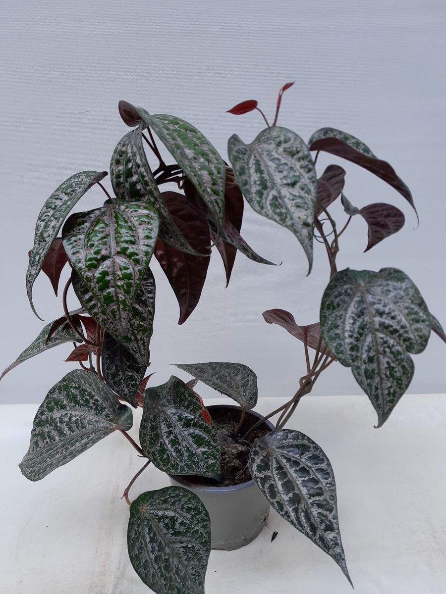Piper ornatum — Plant Wholesale FlorAccess