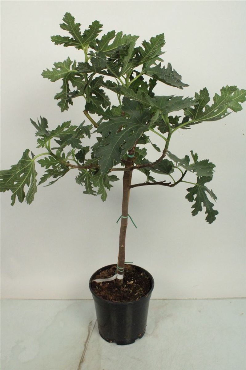 Ficus carica 'Icecrystal' — Plant Wholesale FlorAccess
