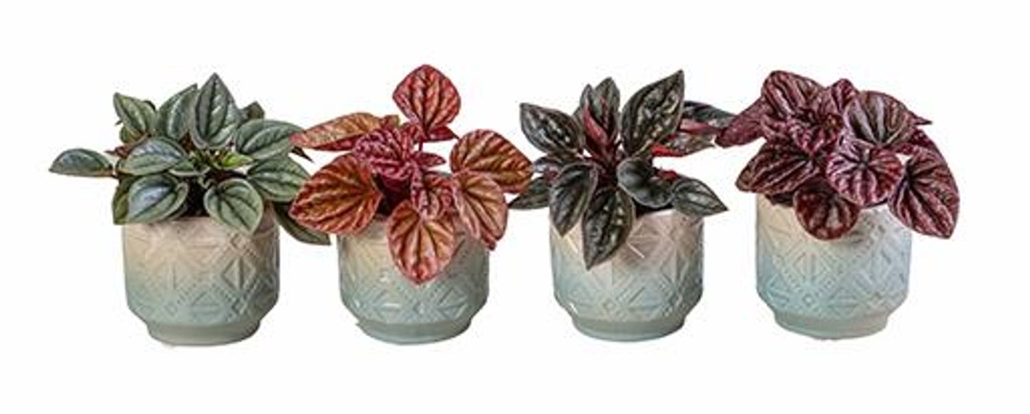 Peperomia caperata MIX — Plant Wholesale FlorAccess