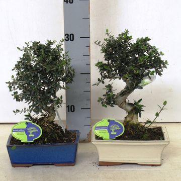 Olea europaea — Plant Wholesale FlorAccess