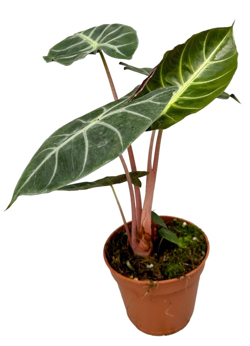Alocasia 'Pink Dragon' — Plant Wholesale FlorAccess