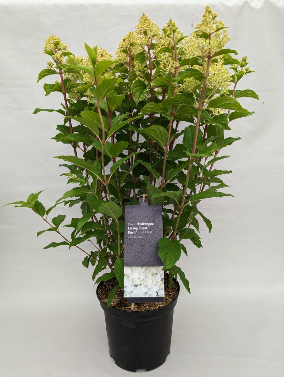 Hydrangea paniculata LIVING SUGAR RUSH — Plant Wholesale FlorAccess