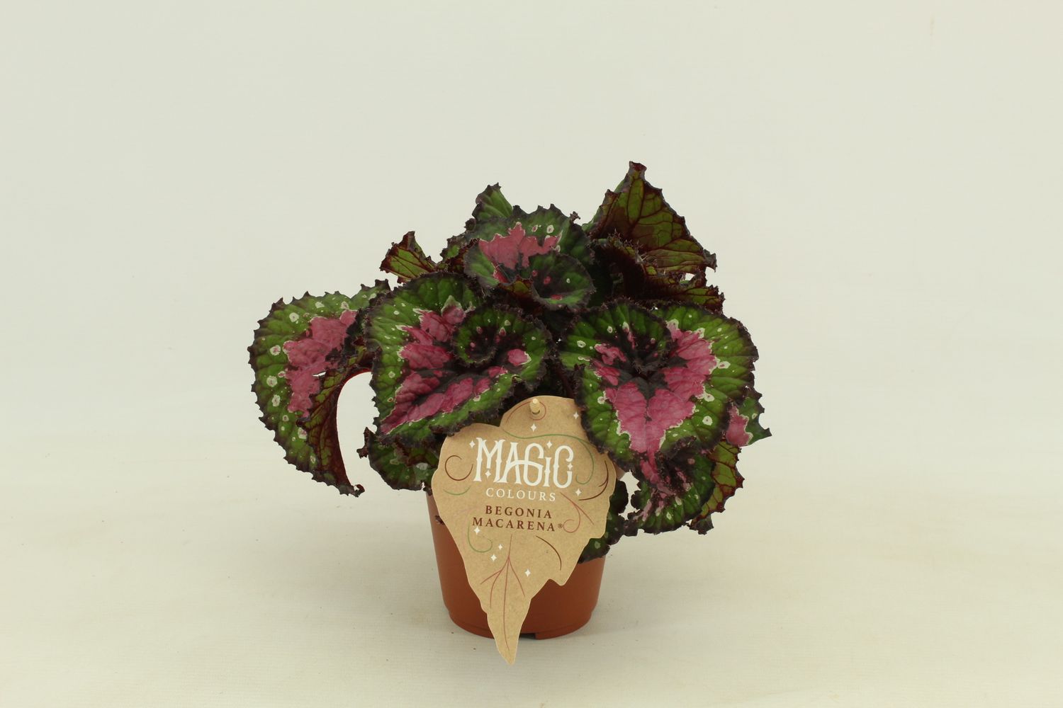 Begonia MAGIC COLOURS MACARENA — Plant Wholesale FlorAccess