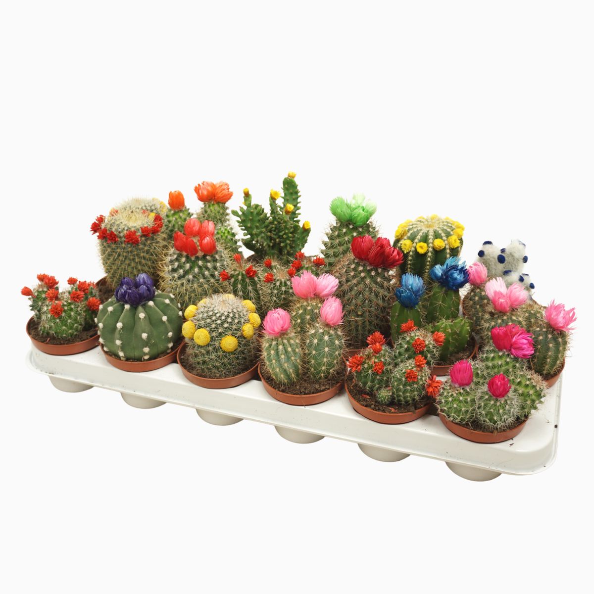 Cactus MIX — Plant Wholesale FlorAccess
