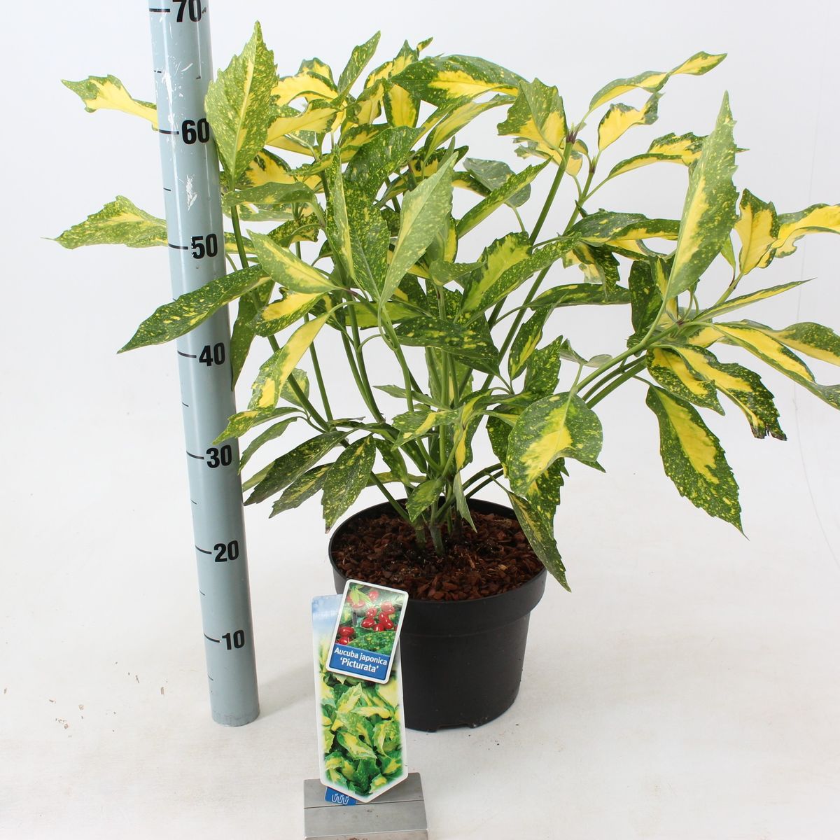 Aucuba japonica 'Picturata' — Plant Wholesale FlorAccess