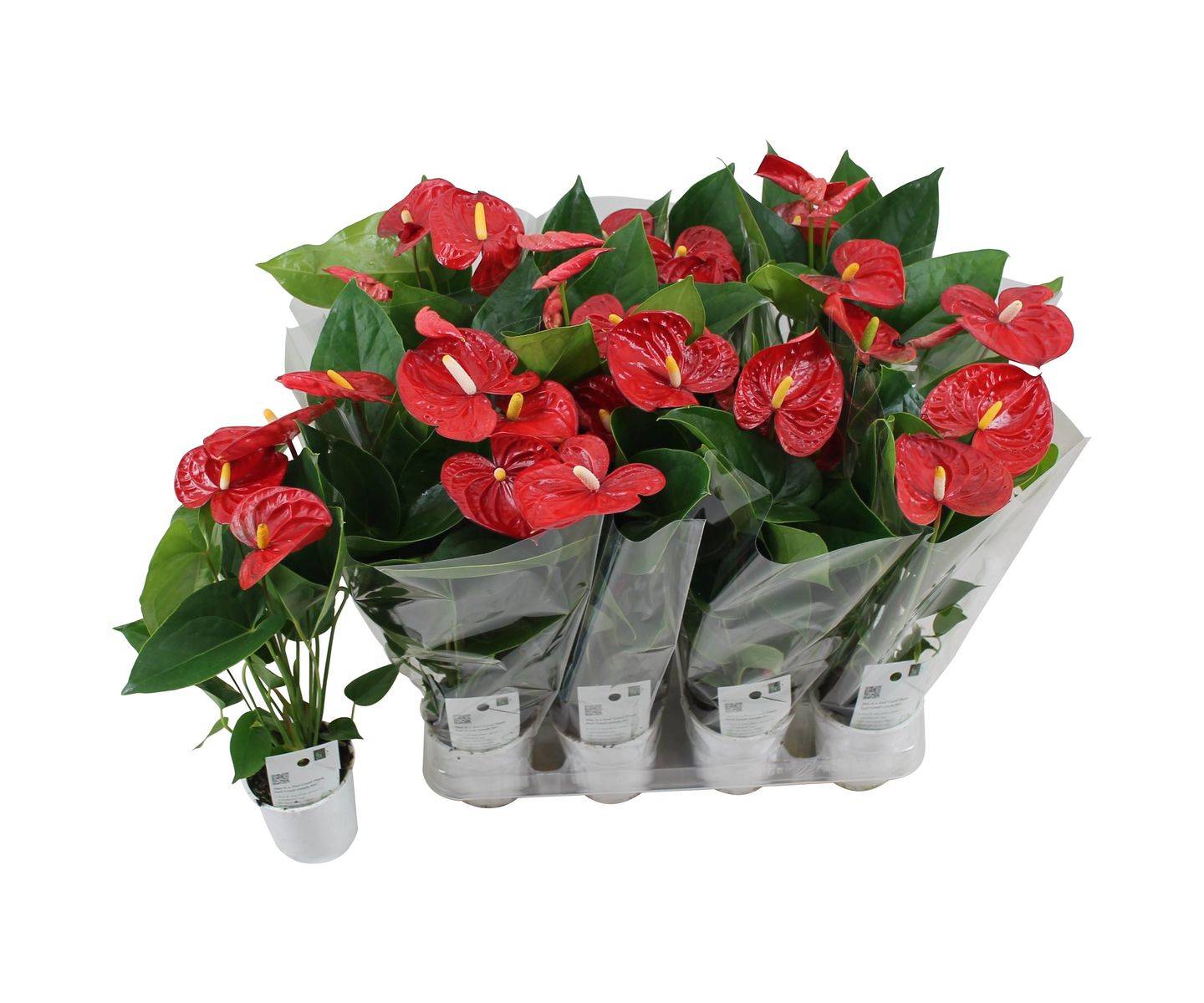 Anthurium JAMBO RED — Atacado de Plantas FlorAccess