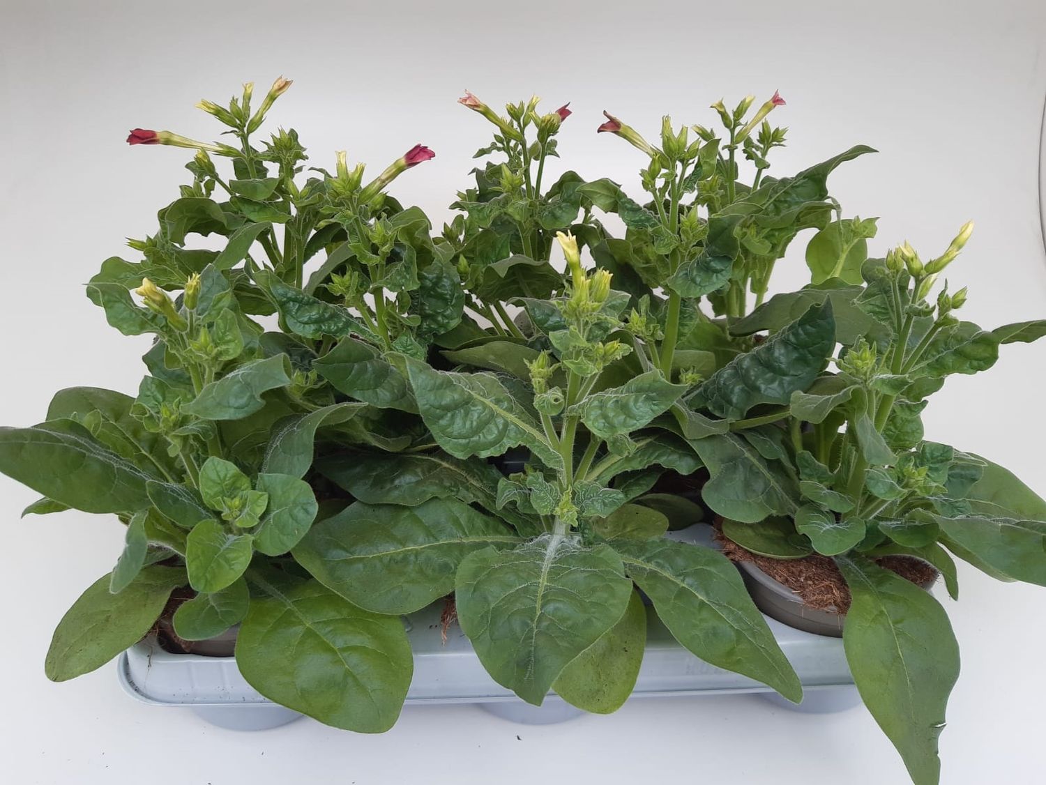 Nicotiana x sanderae AVALON MIX — Plant Wholesale FlorAccess