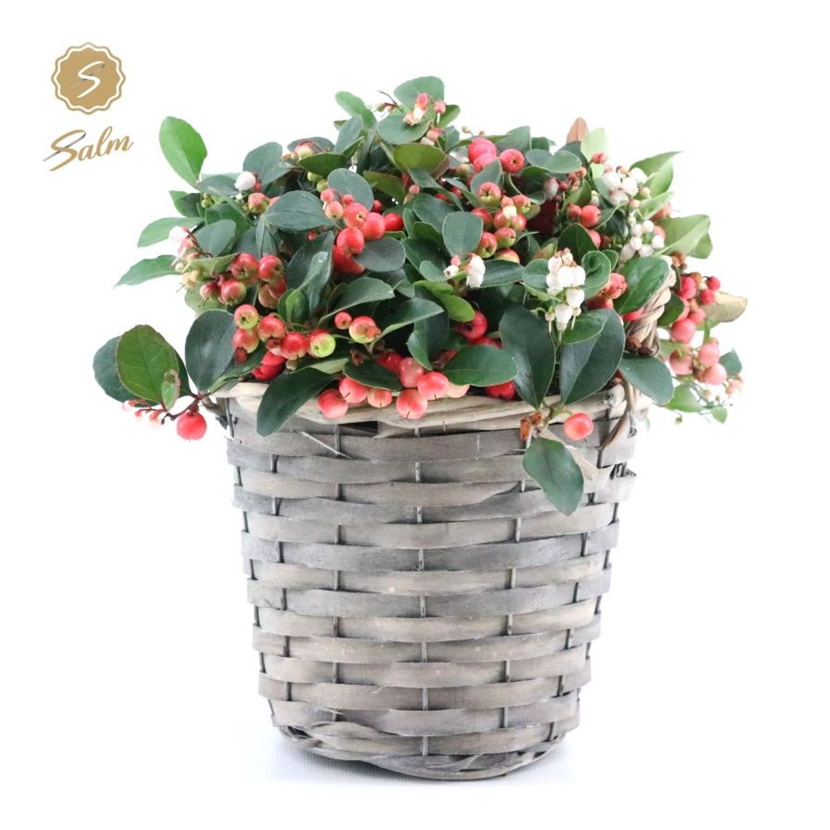Gaultheria procumbens BIG BERRY — Plant Wholesale FlorAccess