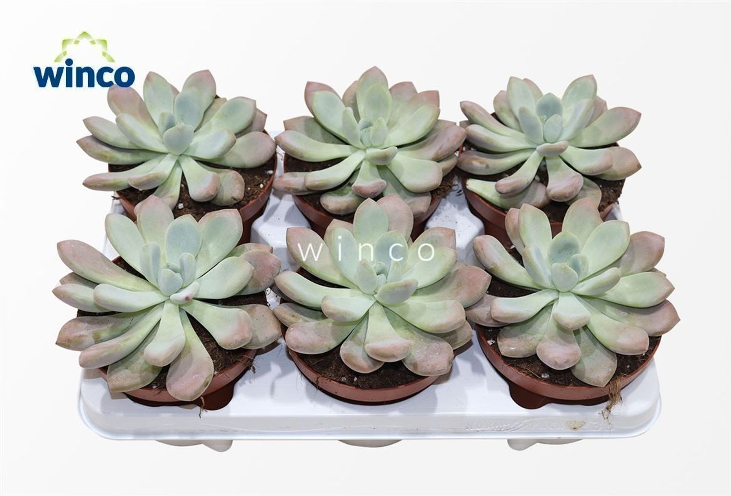 x Graptoveria 'Opalina' — Plant Wholesale FlorAccess