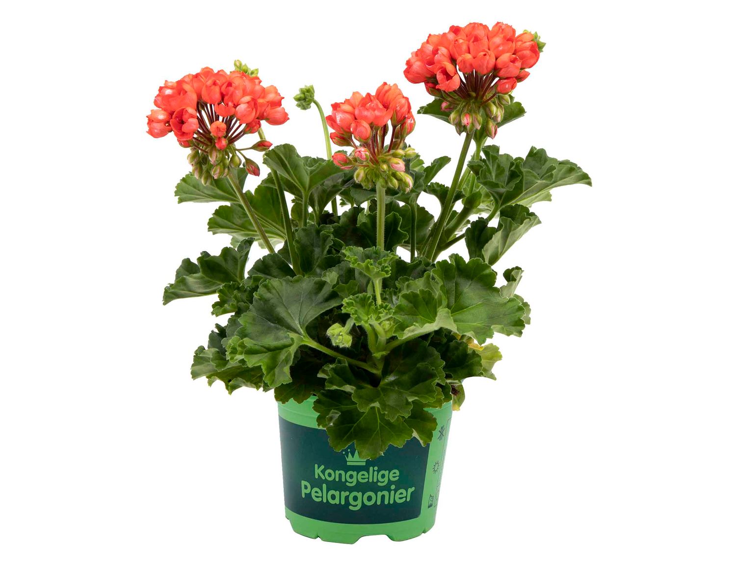 Pelargonium RED PANDORA — Plant Wholesale FlorAccess