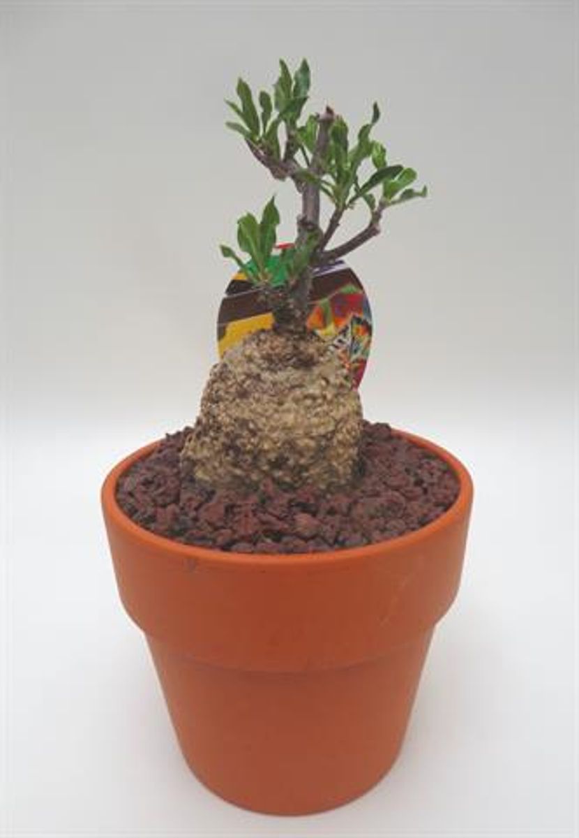 Fockea edulis — Plant Wholesale FlorAccess