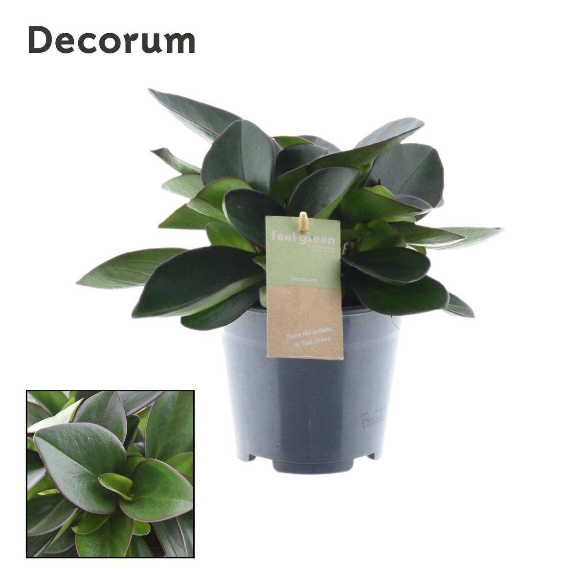Peperomia clusiifolia 'Red Margin' — Plant Wholesale FlorAccess