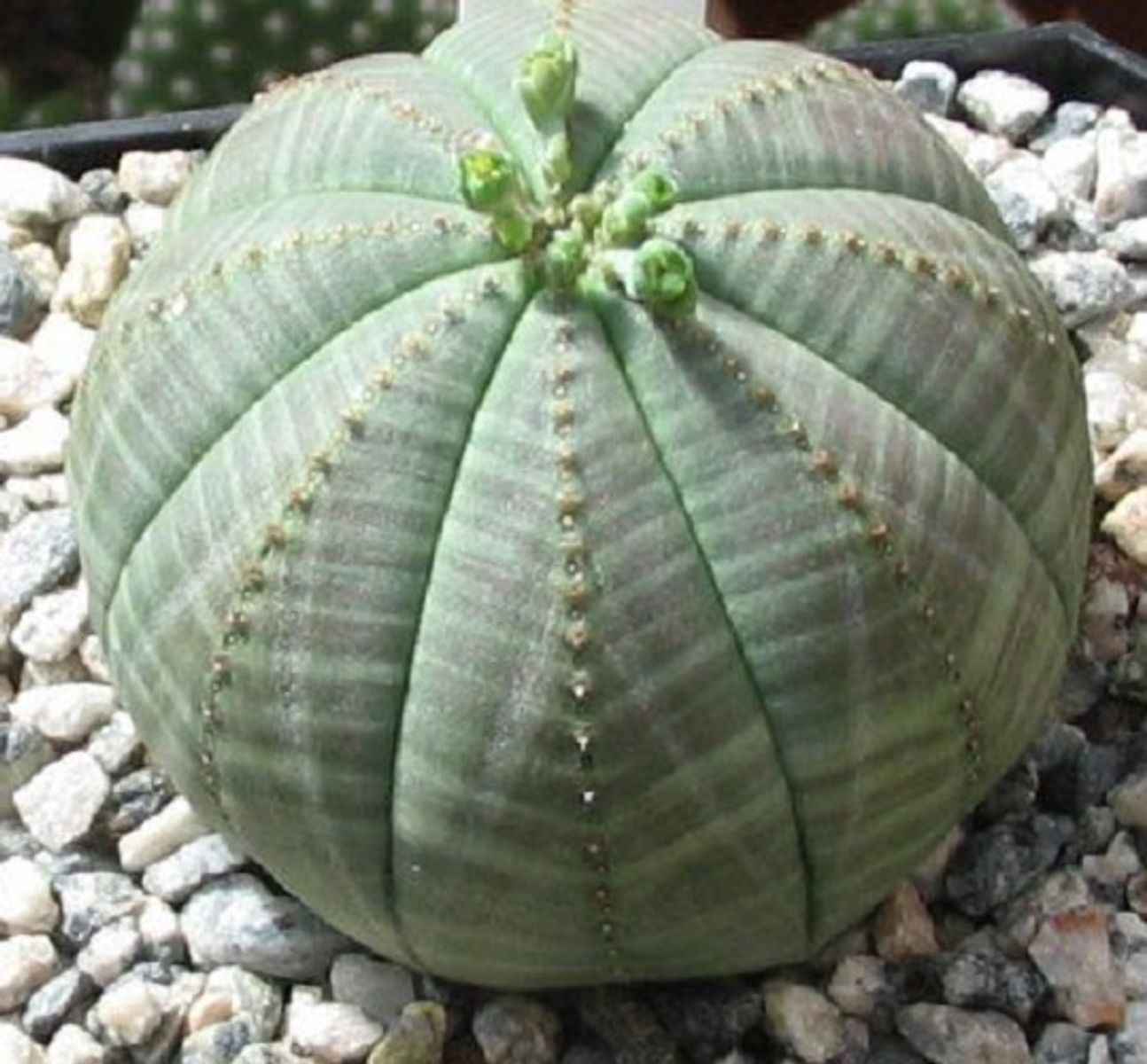 Euphorbia obesa — Plant Wholesale FlorAccess