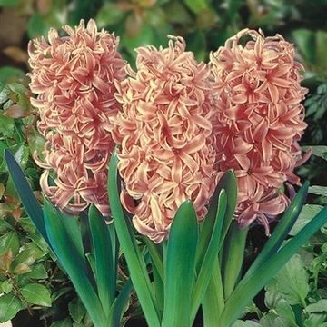 Hyacinthus orientalis 'Gipsy Queen' — Plant Wholesale FlorAccess