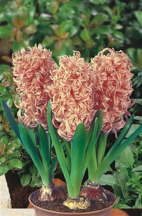 Hyacinthus orientalis 'Gipsy Queen' — Plant Wholesale FlorAccess