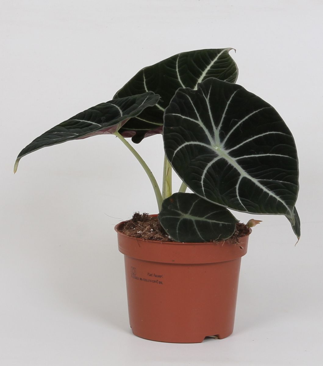 Alocasia 'Black Velvet' — Plant Wholesale FlorAccess