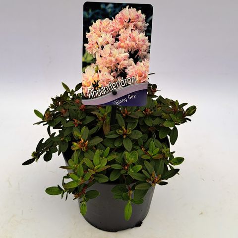 Rhododendron 'Ginny Gee' — Plant Wholesale FlorAccess