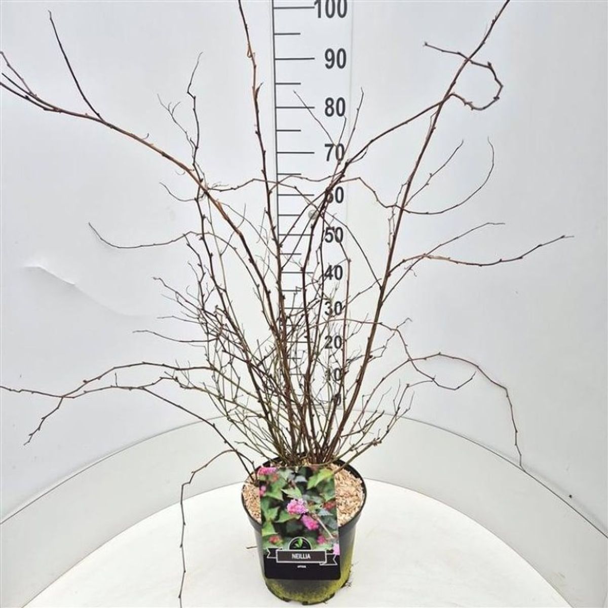 Neillia affinis — Plant Wholesale FlorAccess