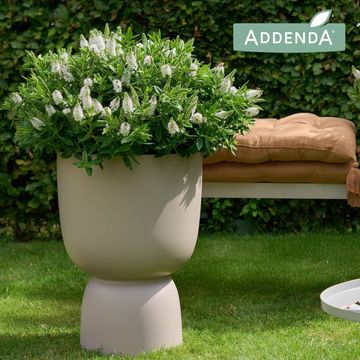 Hebe HEBEDONNA JENNA — Plant Wholesale FlorAccess