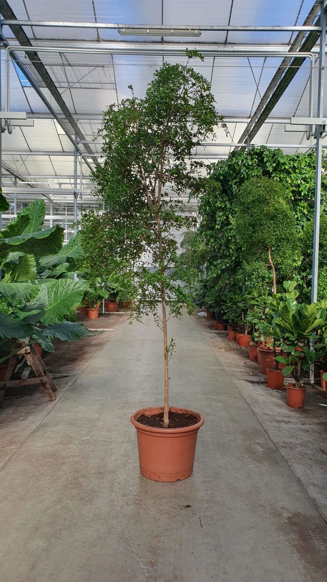 Bucida buceras — Plant Wholesale FlorAccess