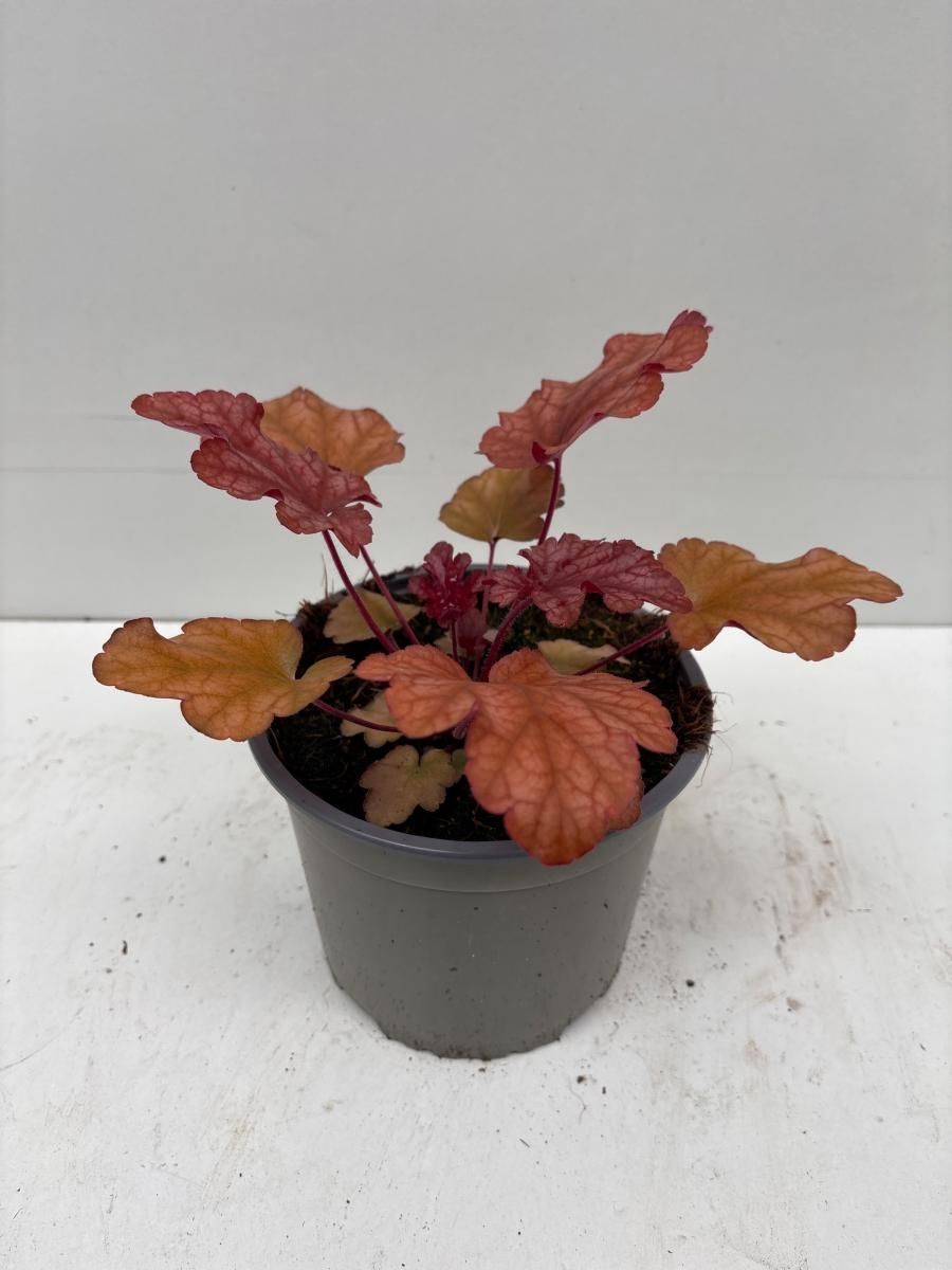 Heuchera 'Peach Flambé' — Plant Wholesale FlorAccess