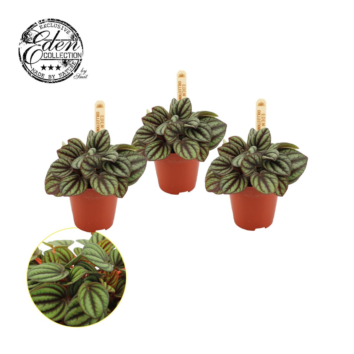 Peperomia 'Piccolo Banda' — Plant Wholesale FlorAccess