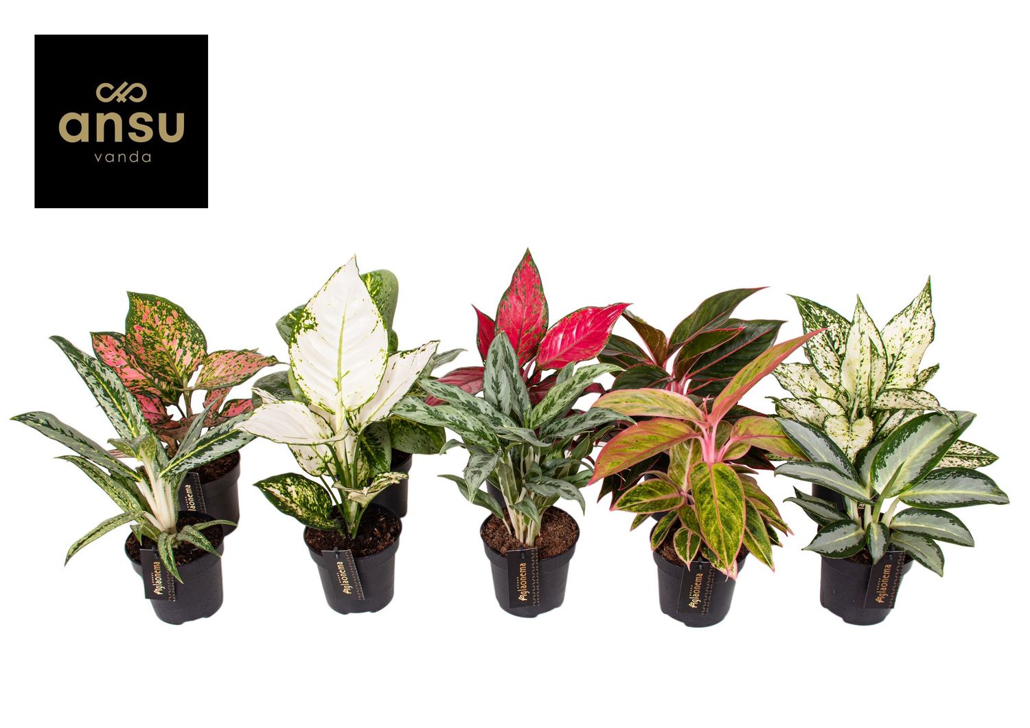 Aglaonema MIX — Plant Wholesale FlorAccess