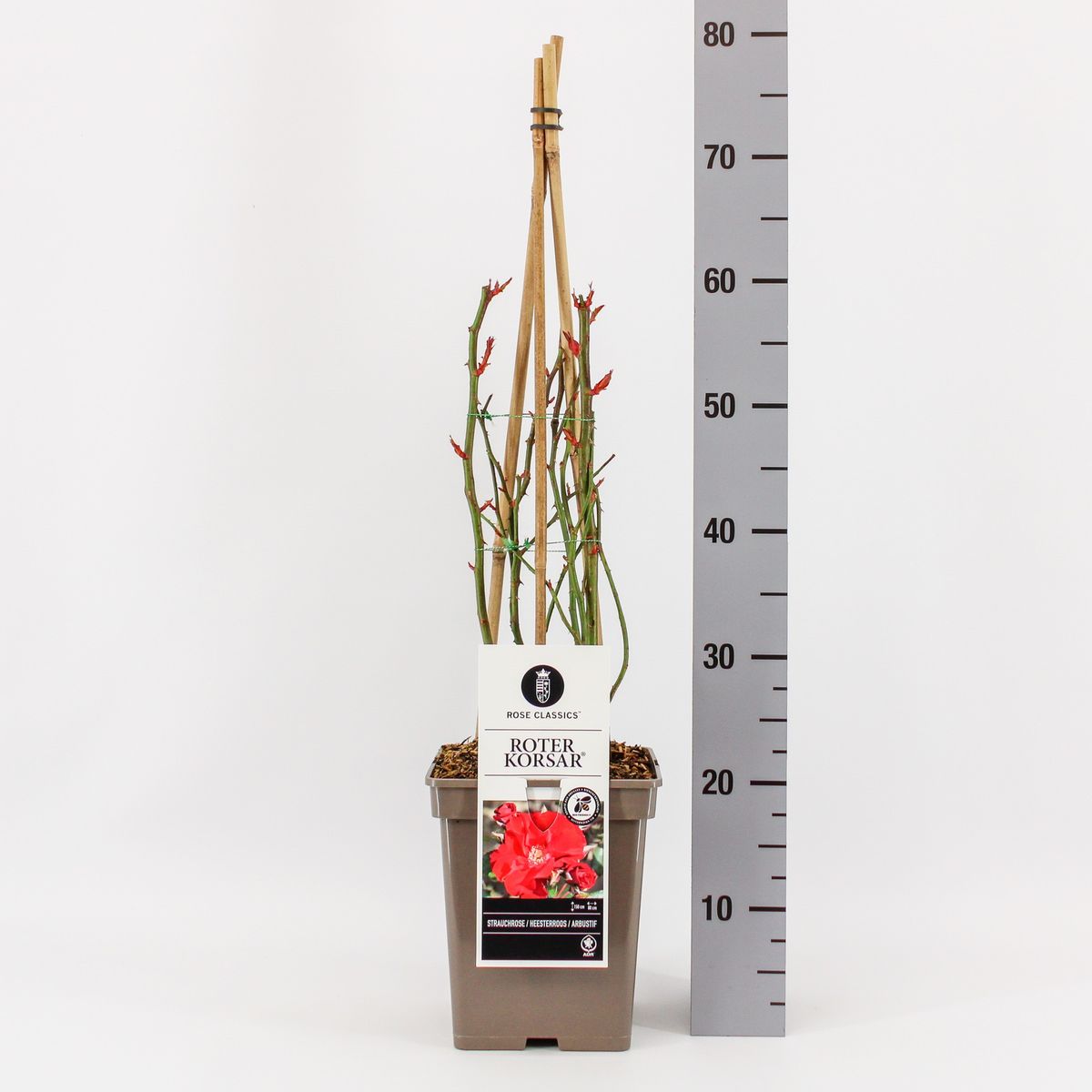 Rosa ROTER KORSAR — Plant Wholesale FlorAccess