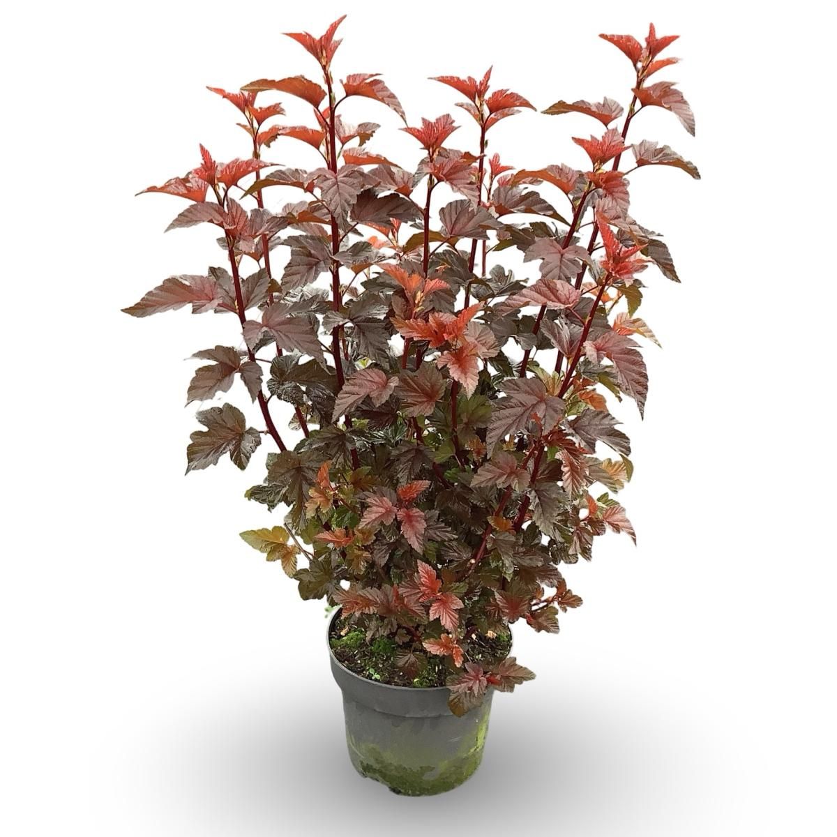 Physocarpus Lady In Red Plant