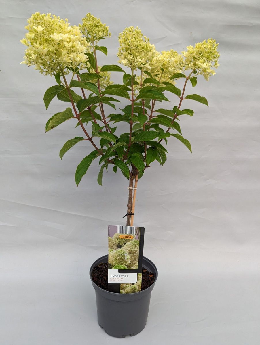 Hydrangea paniculata SKYFALL — Plant Wholesale FlorAccess