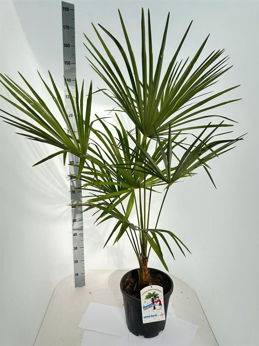 Trachycarpus fortunei — Plant Wholesale FlorAccess