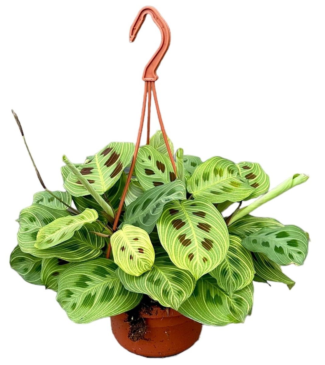 maranta-light-veins-toptan-bitki-sat-floraccess