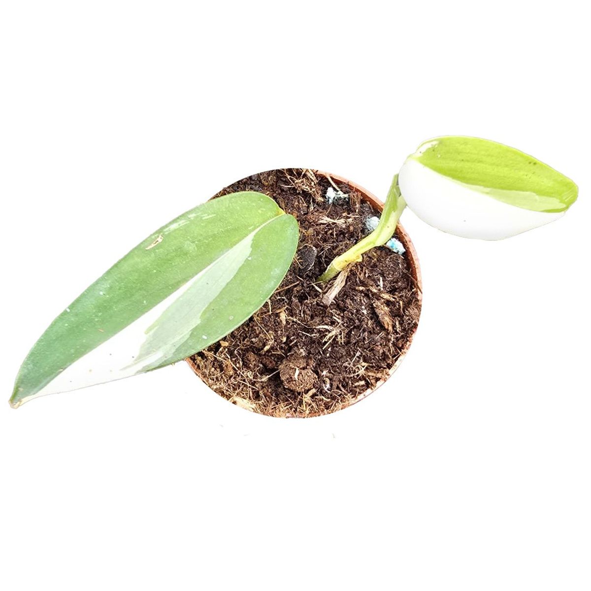 Scindapsus 'Blue Albo' — Plant Wholesale FlorAccess