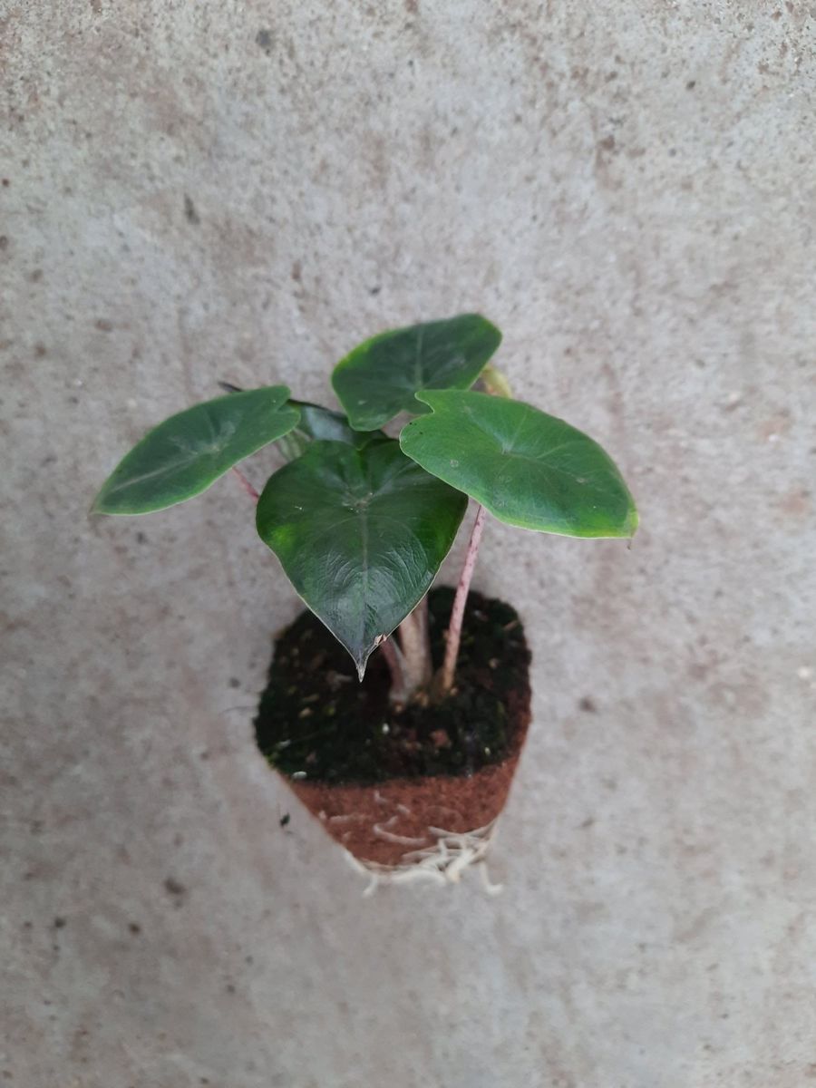 Alocasia 'Yucatan Princess' — Plant Wholesale FlorAccess