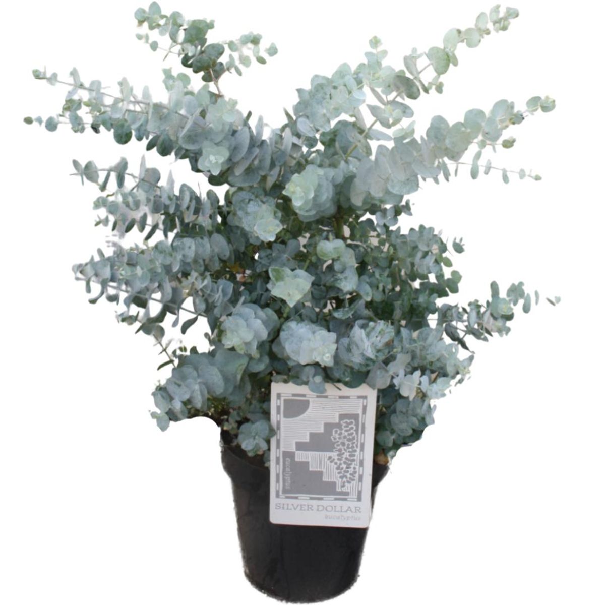 Eucalyptus cinerea 'Silver Dollar' — Plant Wholesale FlorAccess