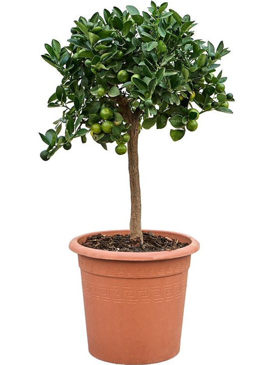 Citrus x microcarpa — Рослини оптом FlorAccess