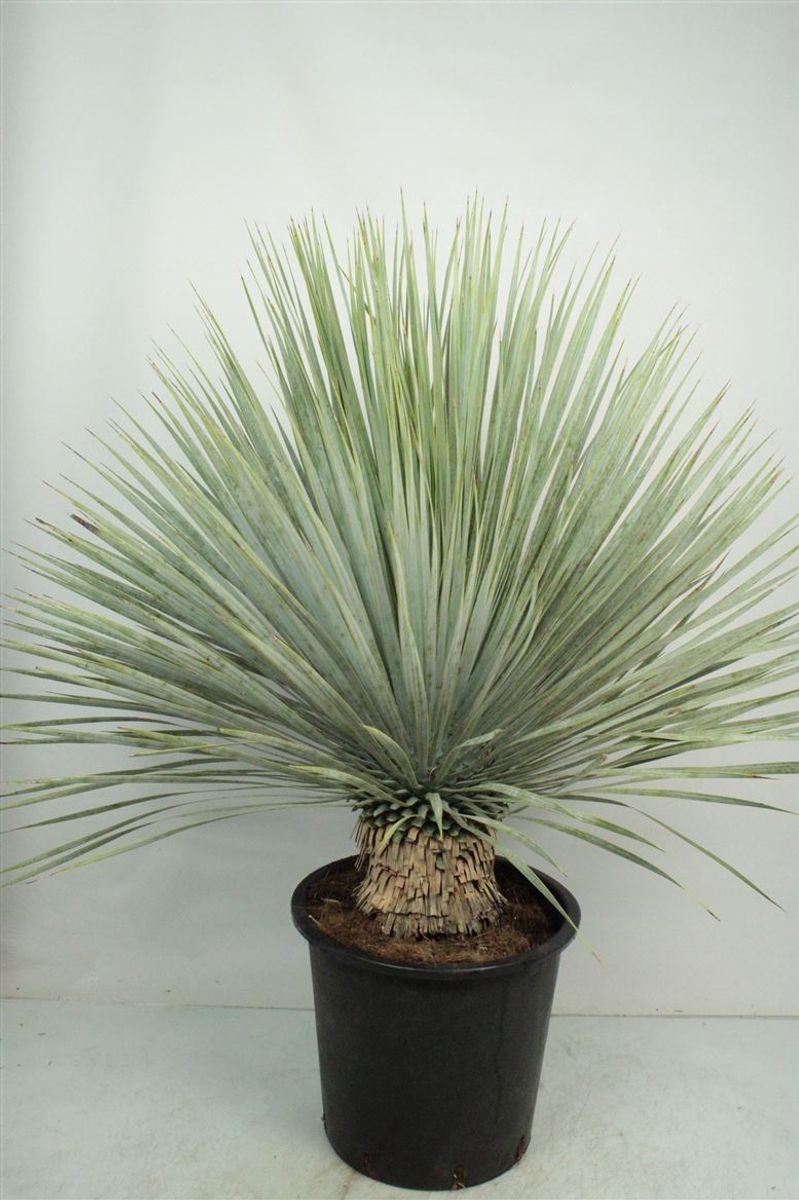Yucca rostrata — Plant Wholesale FlorAccess