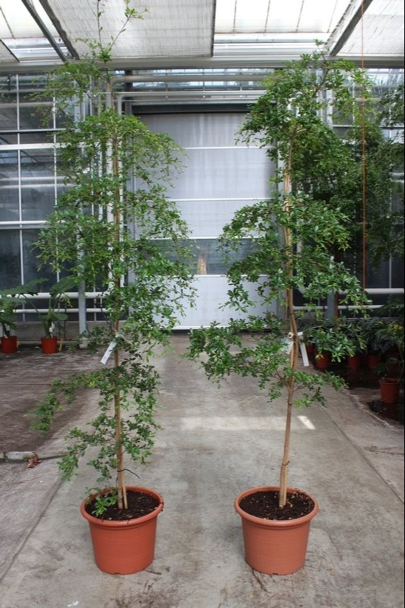 Bucida buceras — Mayorista de plantas FlorAccess