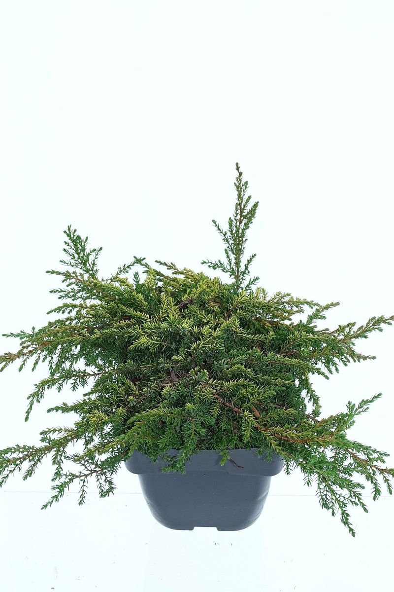 Juniperus communis 'Lemon Carpet' — Plant Wholesale FlorAccess