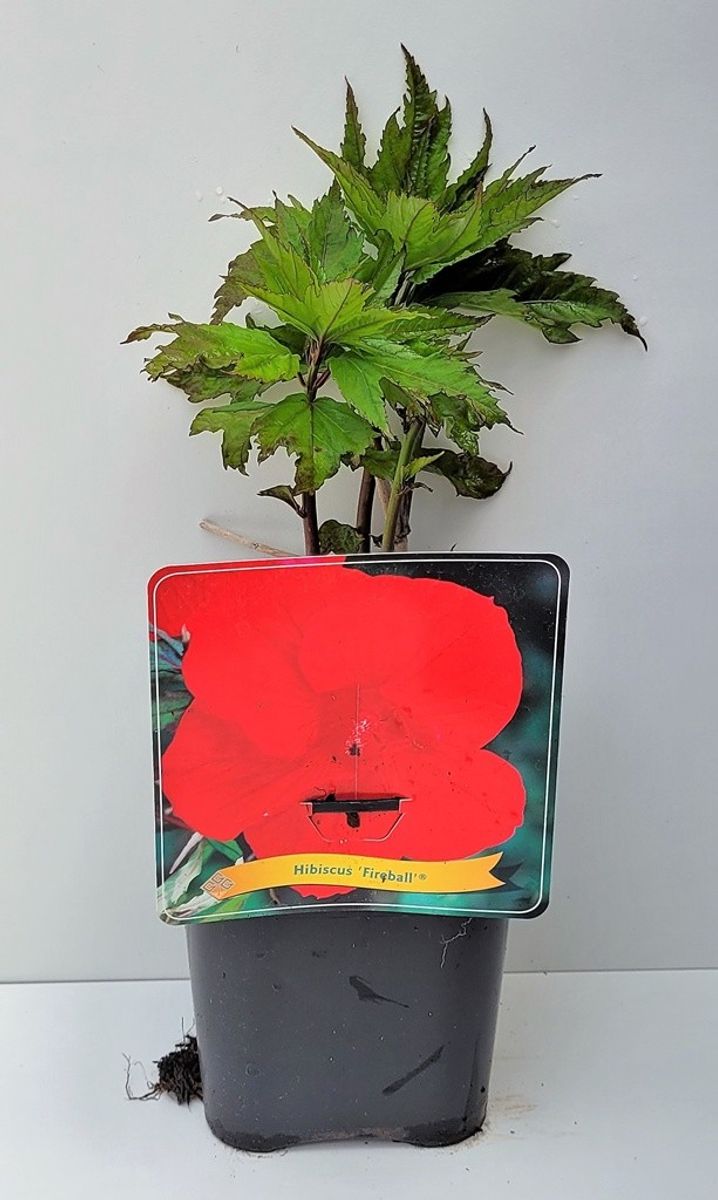 Hibiscus 'Fireball' — Plant Wholesale FlorAccess