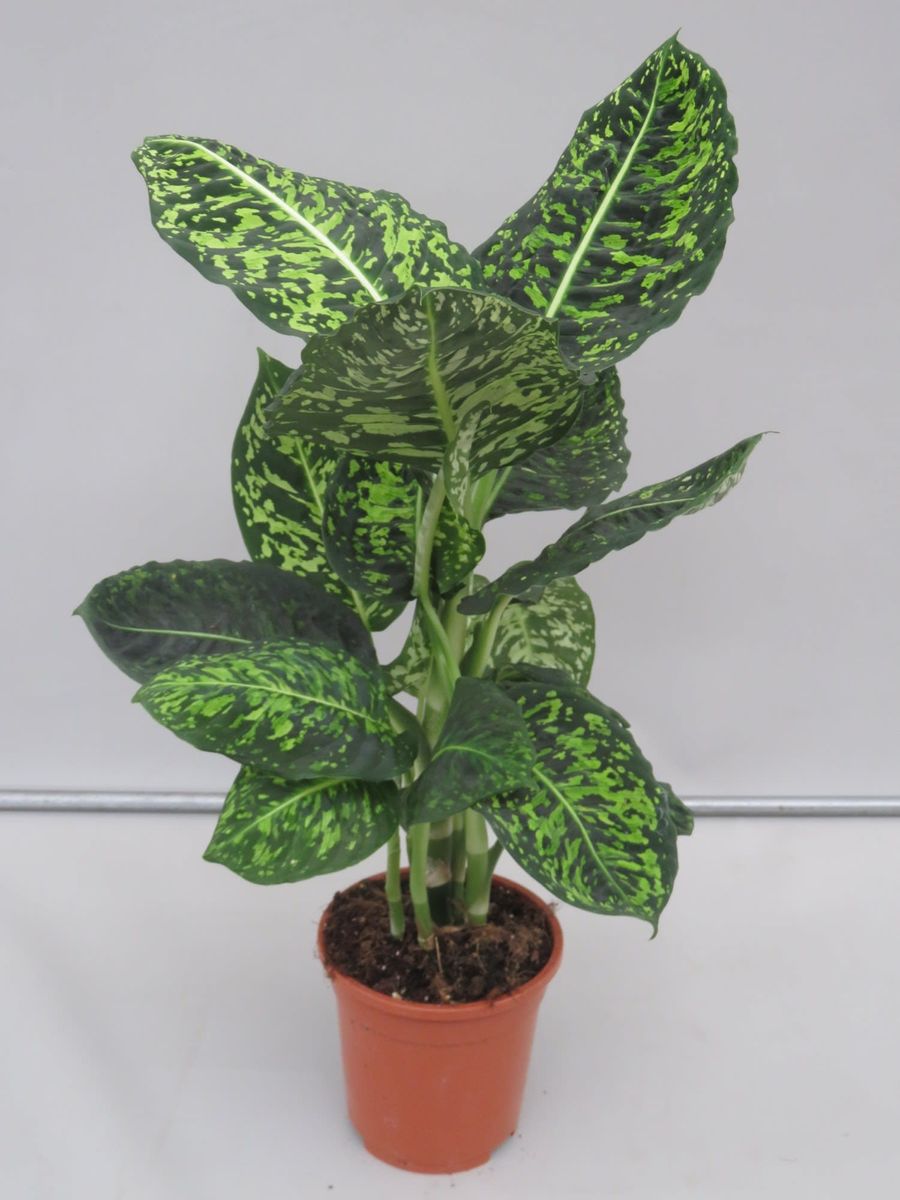 Dieffenbachia 'Reflector' — Plant Wholesale FlorAccess
