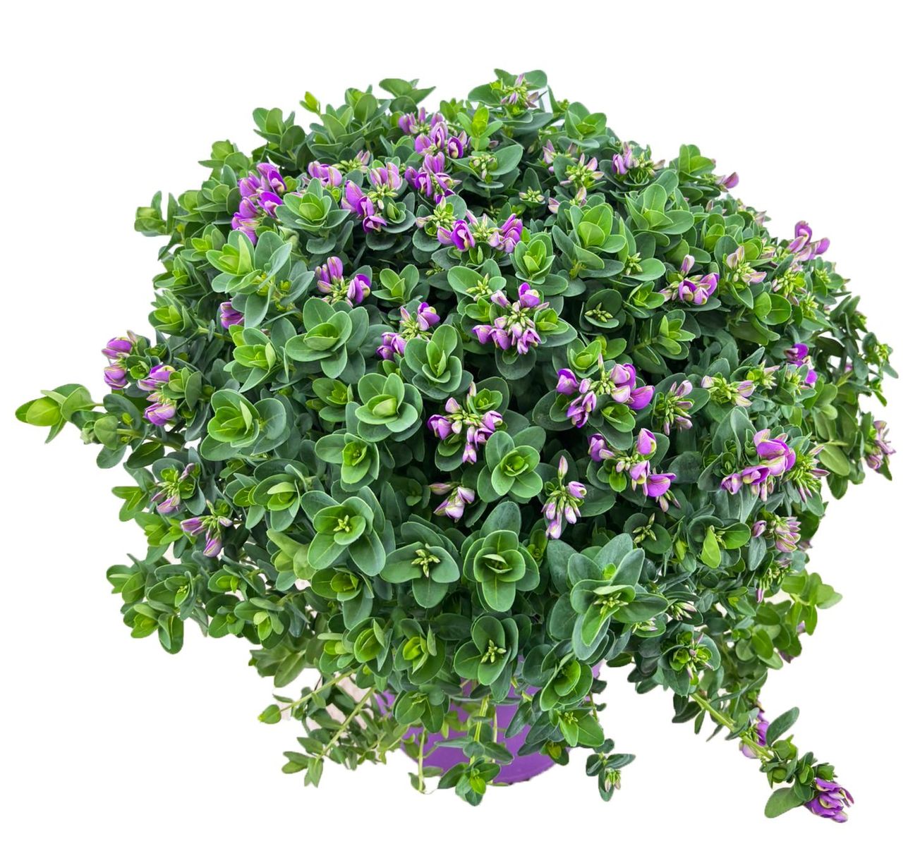 Polygala myrtifolia BIBI PINK — Plant Wholesale FlorAccess