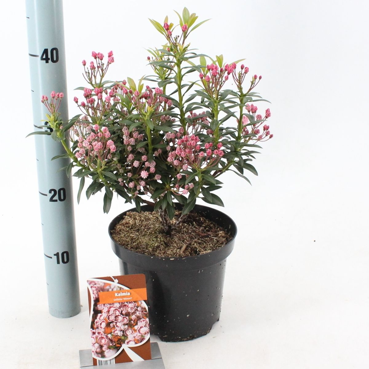 Kalmia latifolia 'Minuet' — Plant Wholesale FlorAccess