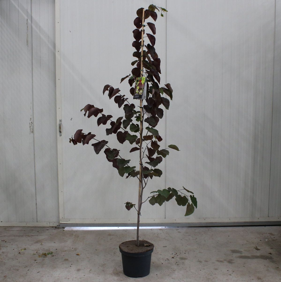 Cercis canadensis 'Merlot' — Mayorista de plantas FlorAccess