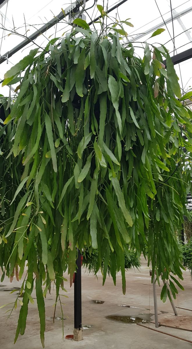 Pseudorhipsalis ramulosa 'Red Coral' — Plant Wholesale FlorAccess